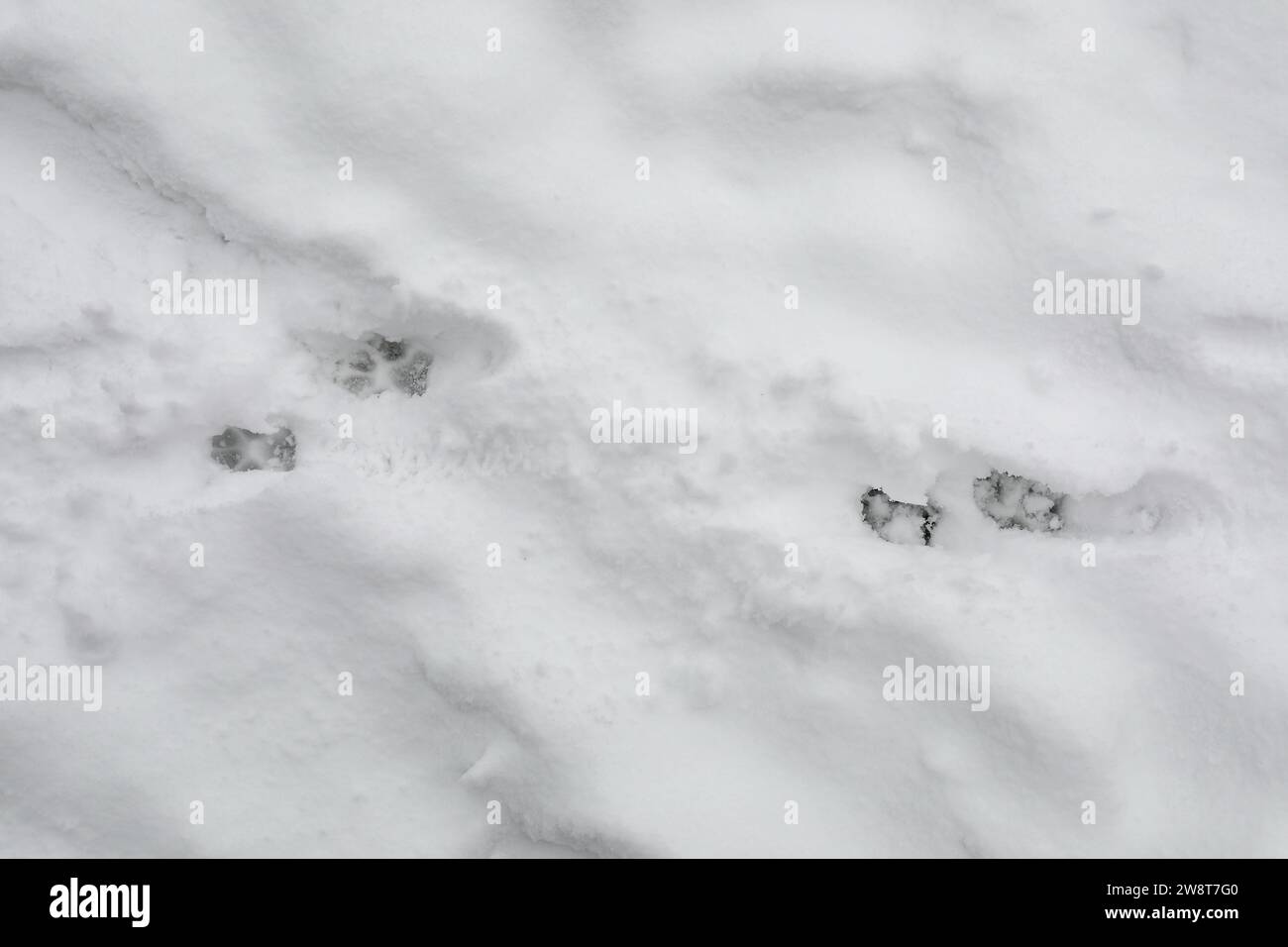 Animal trails on snow outdoors, top view Stock Photo - Alamy