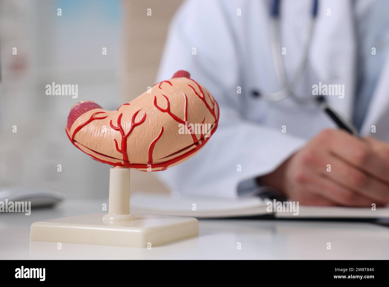Gastroenterologist working at table in clinic, focus on human stomach ...