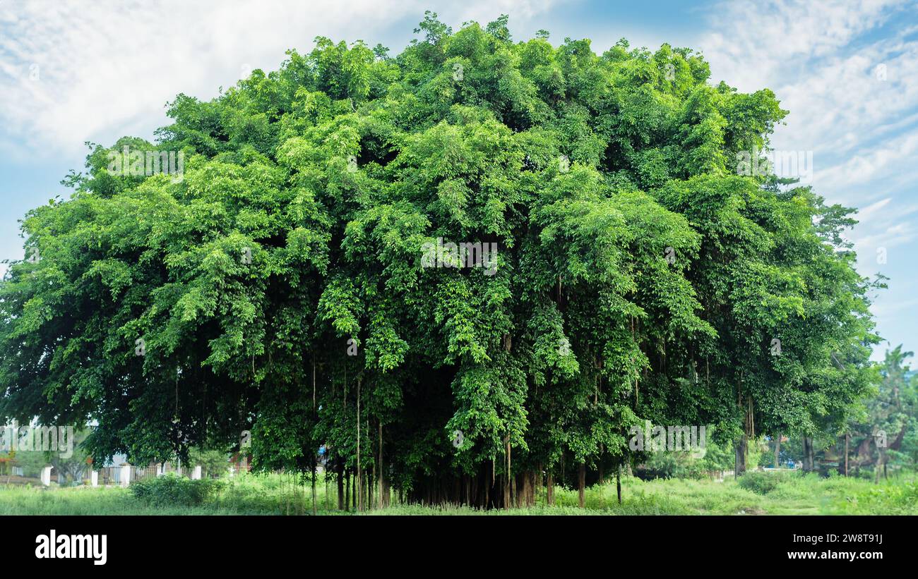 A large banyan tree grows in a yard with a bright blue sky as a ...