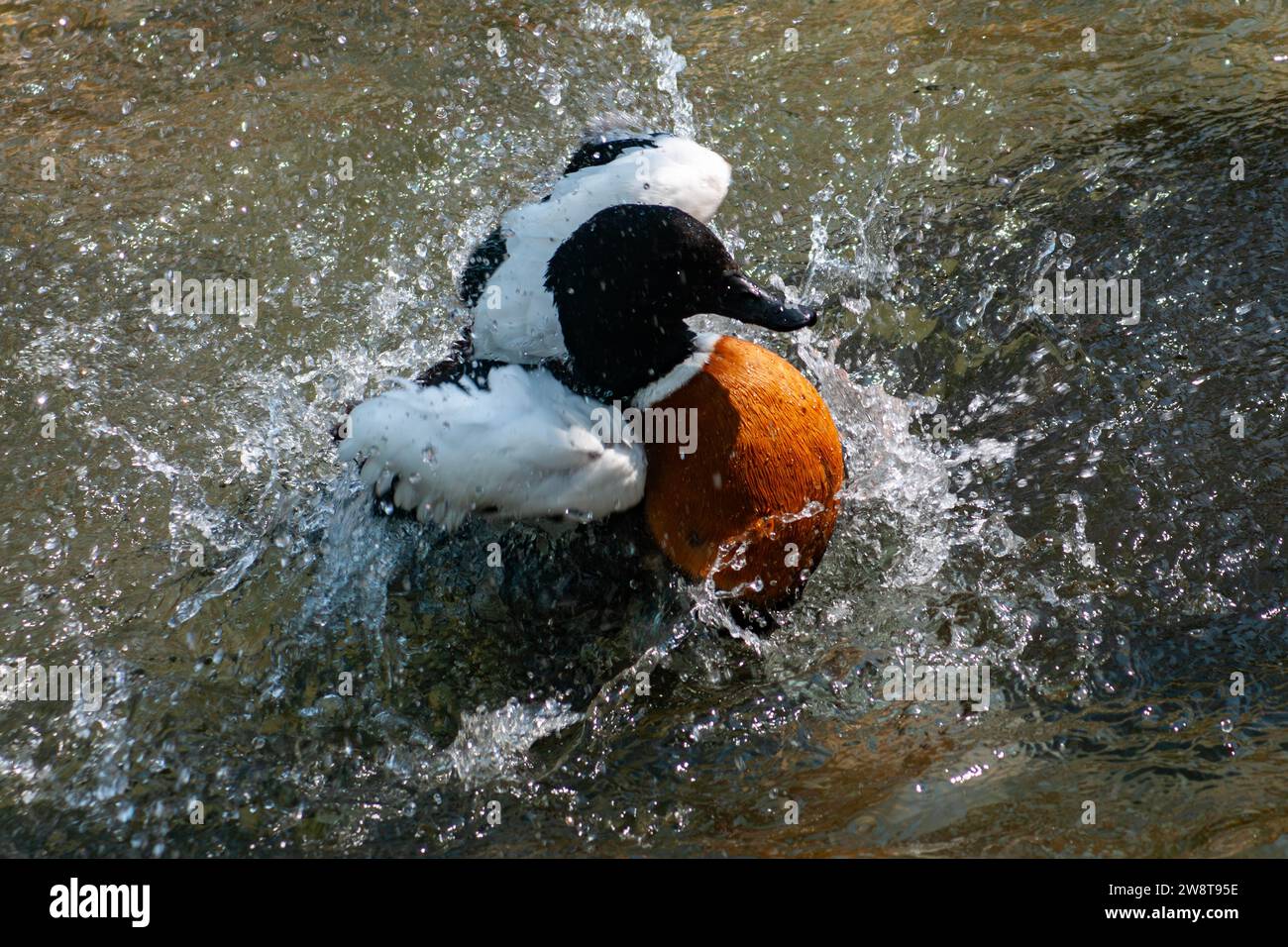 Ringed Teal duck or Callonetta leucophrys duck is bathing in the pond ...
