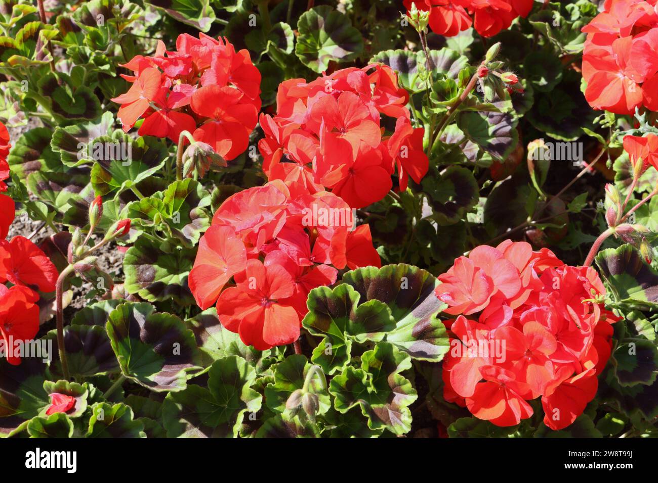 Bedding plants in flower display in public garden, summer flowers in bloom display red Geraniums ...