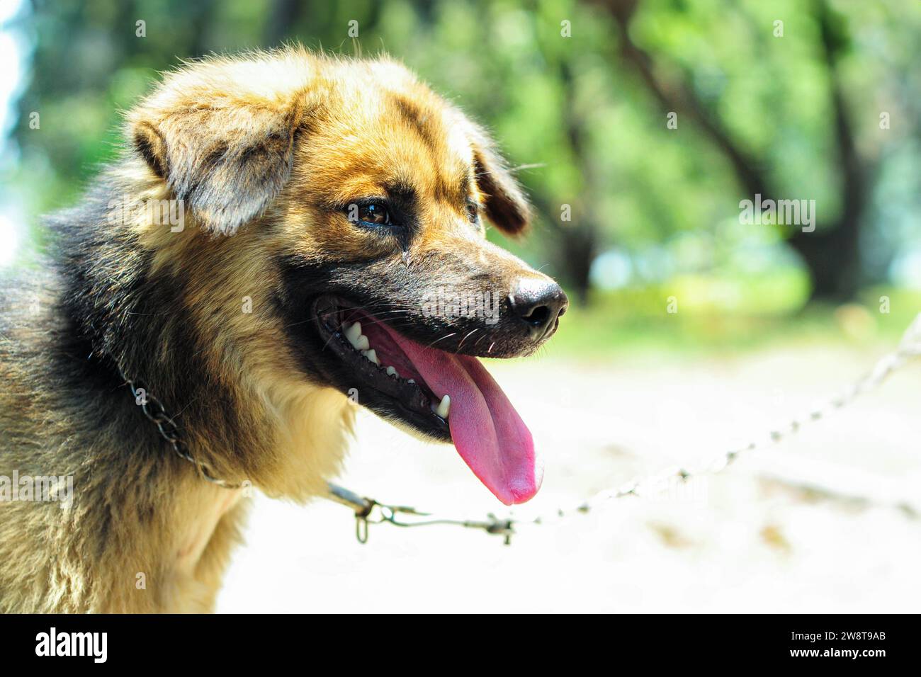 A Filipino aspin dog is standing while sticking out its tongue Stock ...
