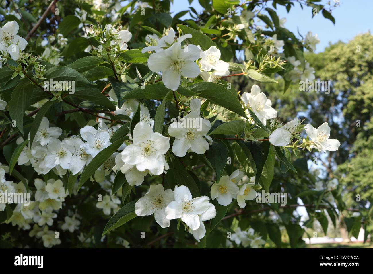 English Dogwood bush with white flowers in bloom Philadelphus ...