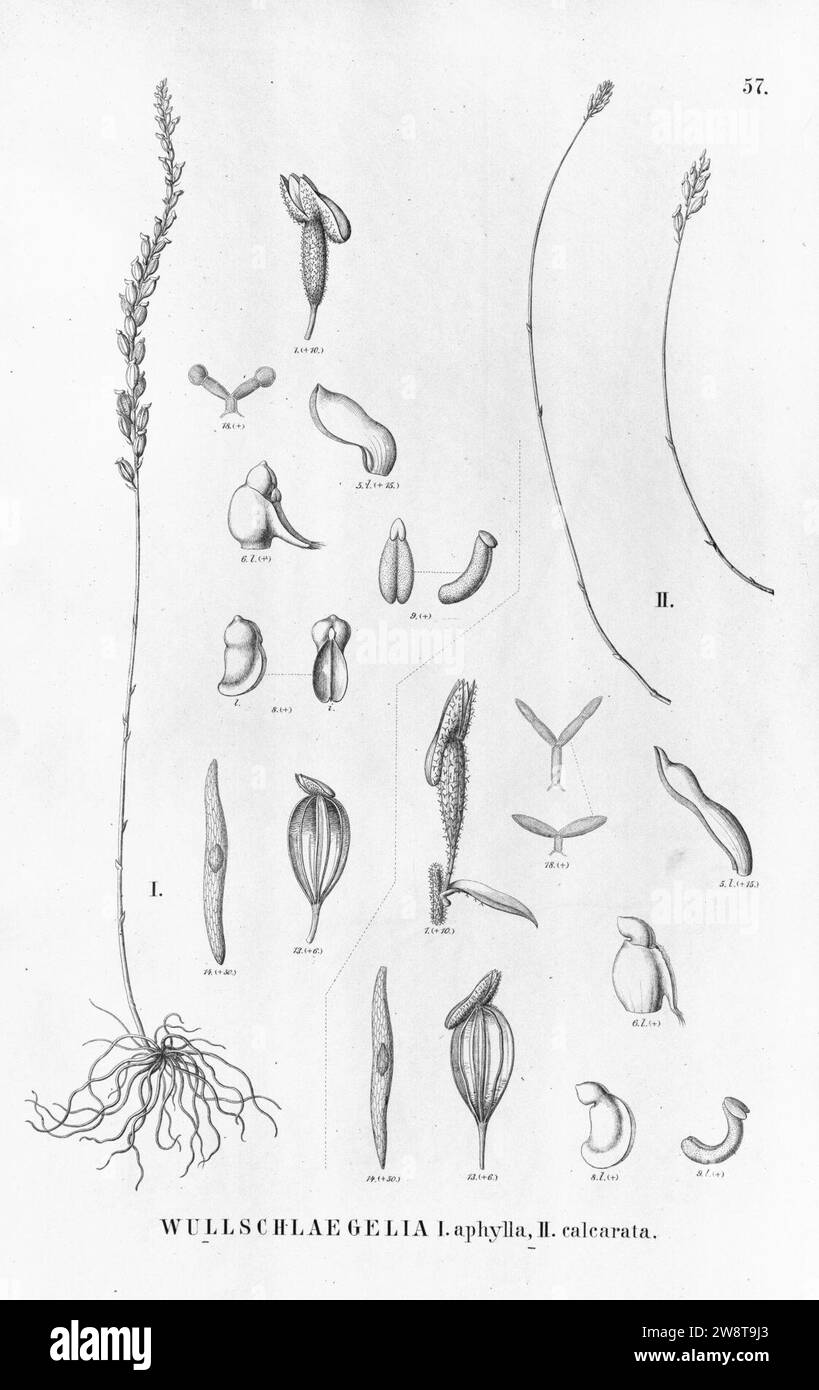 Calcarata Black and White Stock Photos & Images - Alamy