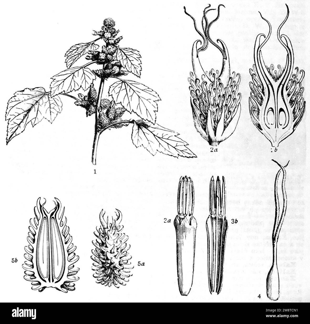 Xanthium, parts of the plant Stock Photo - Alamy