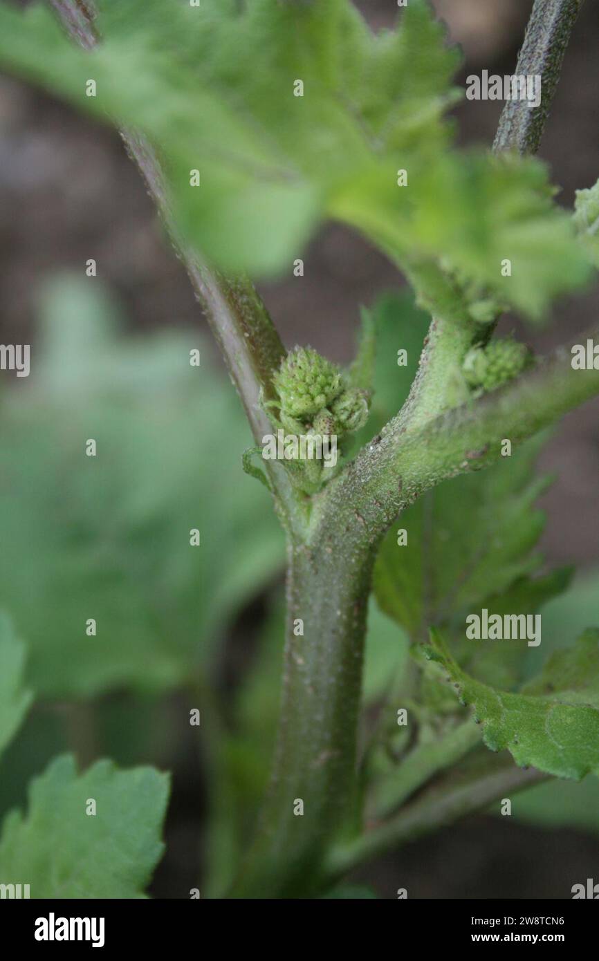 Xanthium orientale - Botanischer Garten Mainz IMG 5570 Stock Photo - Alamy