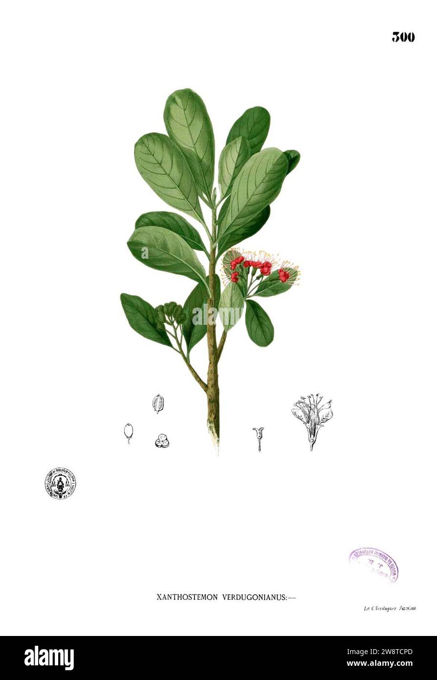 Xanthostemon verdugonianus Blanco2.300 Stock Photo - Alamy