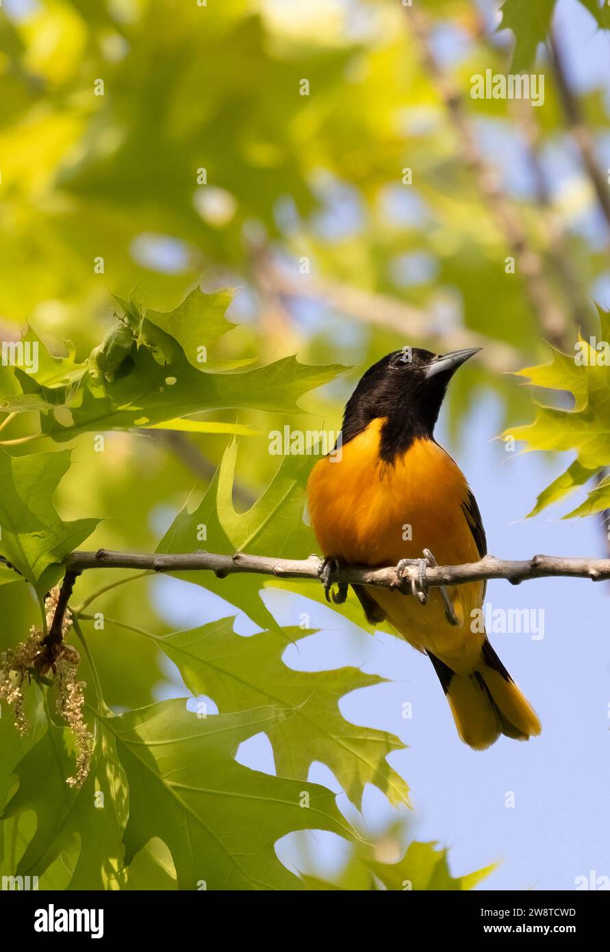 Baltimore Oriole in a tree with green leaves Stock Photo - Alamy