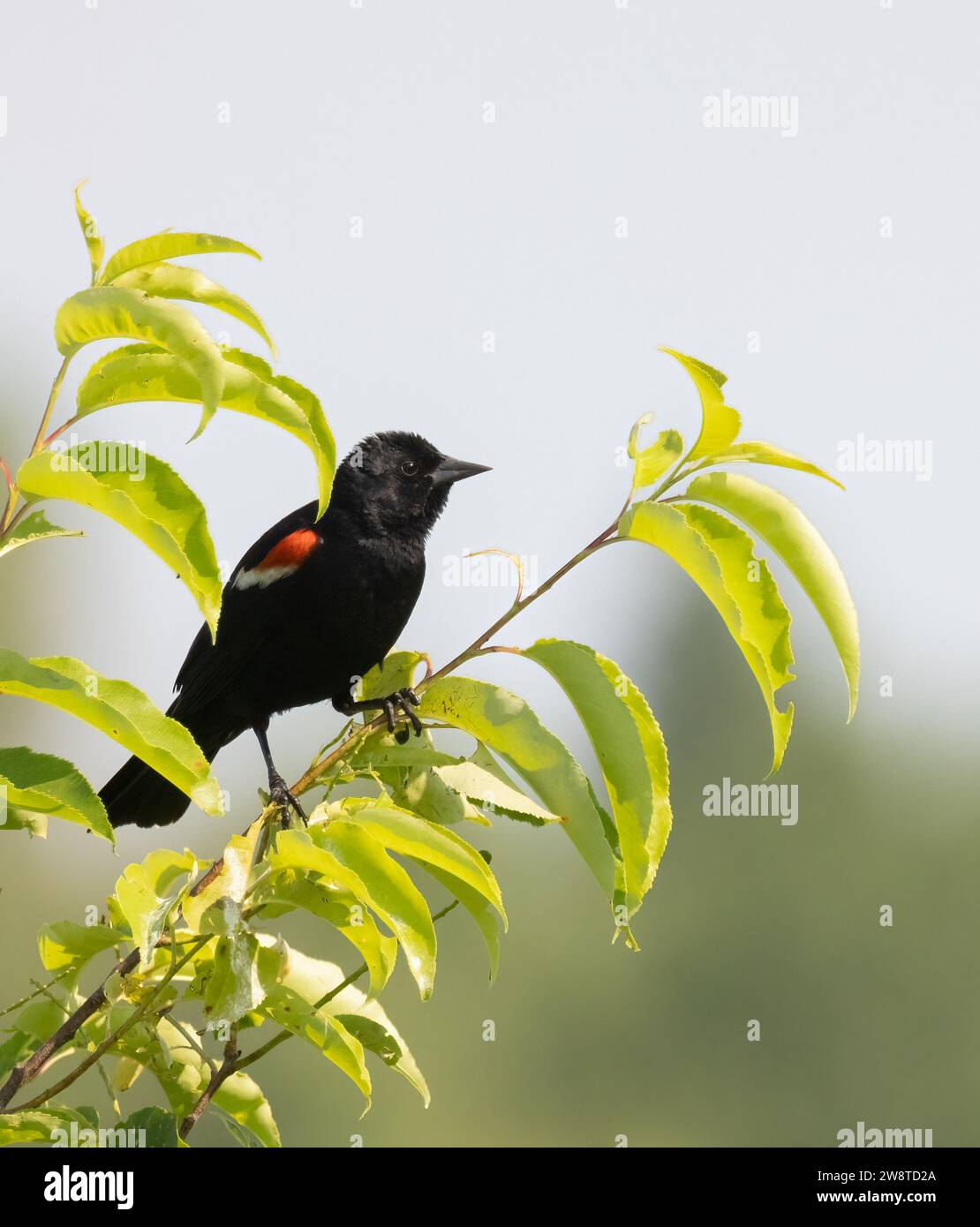 Male Red-winged Blackbird in a leafy green shrub Stock Photo - Alamy