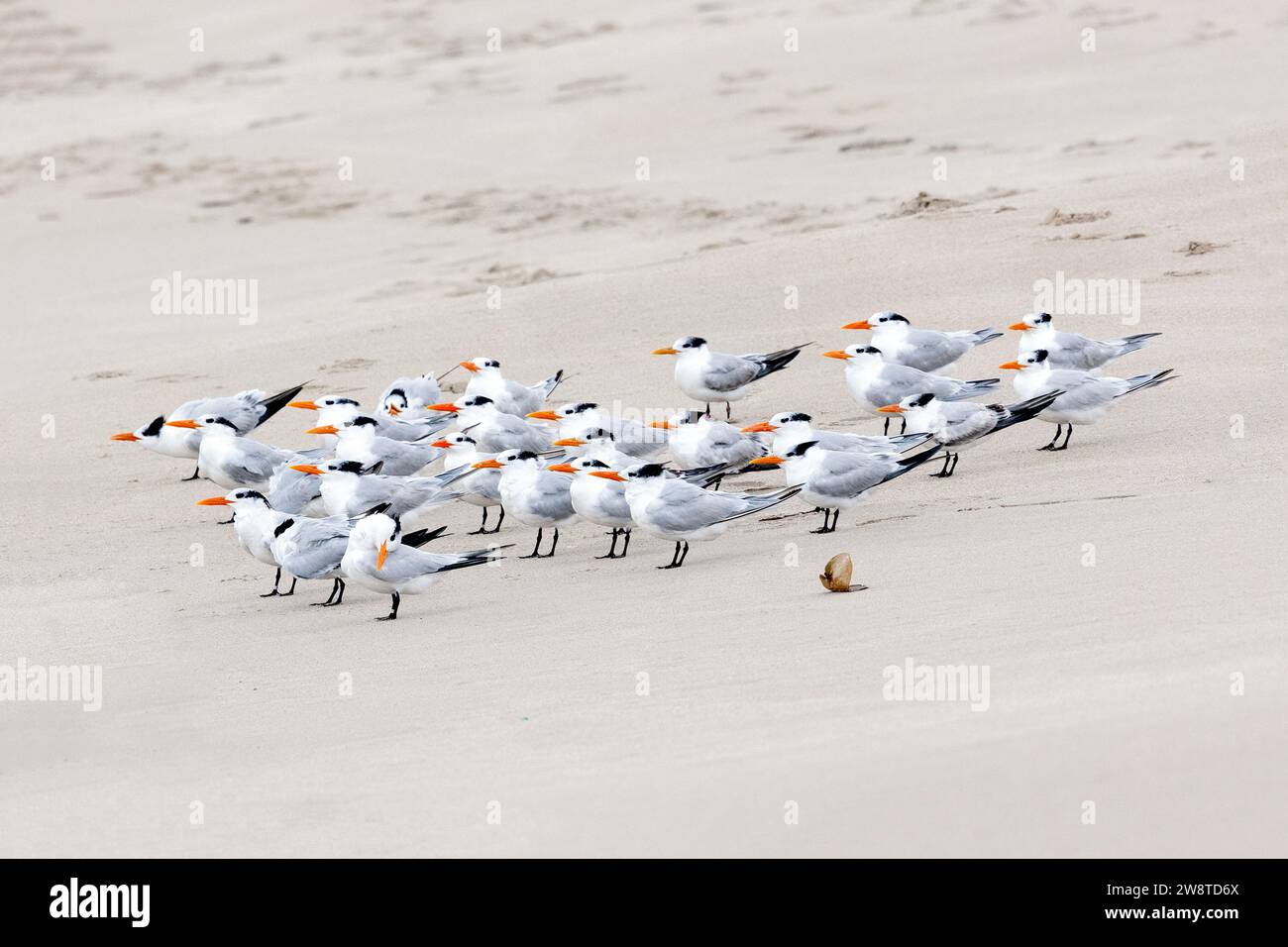 Flock of Royal Terns on Beach Stock Photo - Alamy