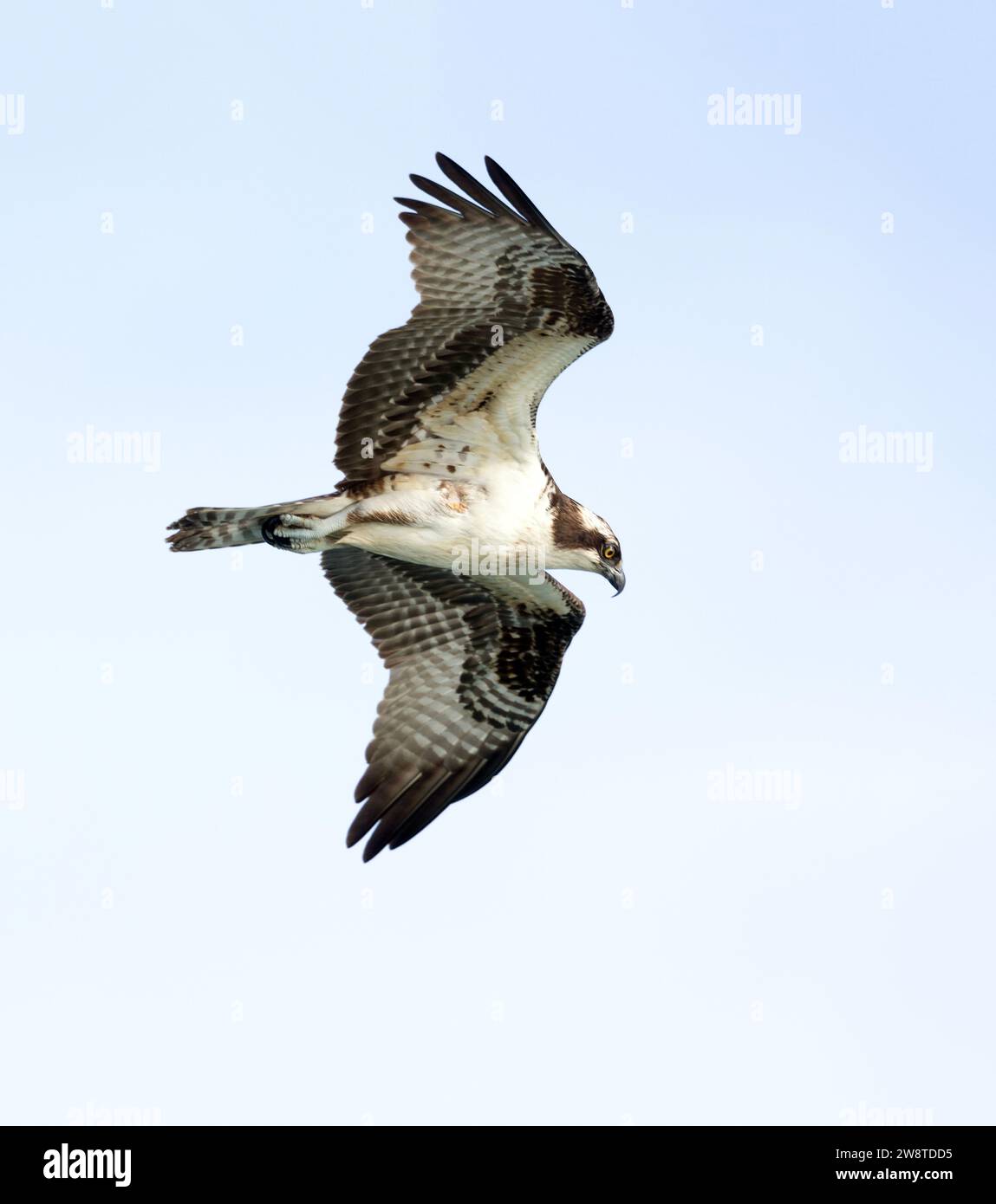 Osprey in Flight Stock Photo - Alamy