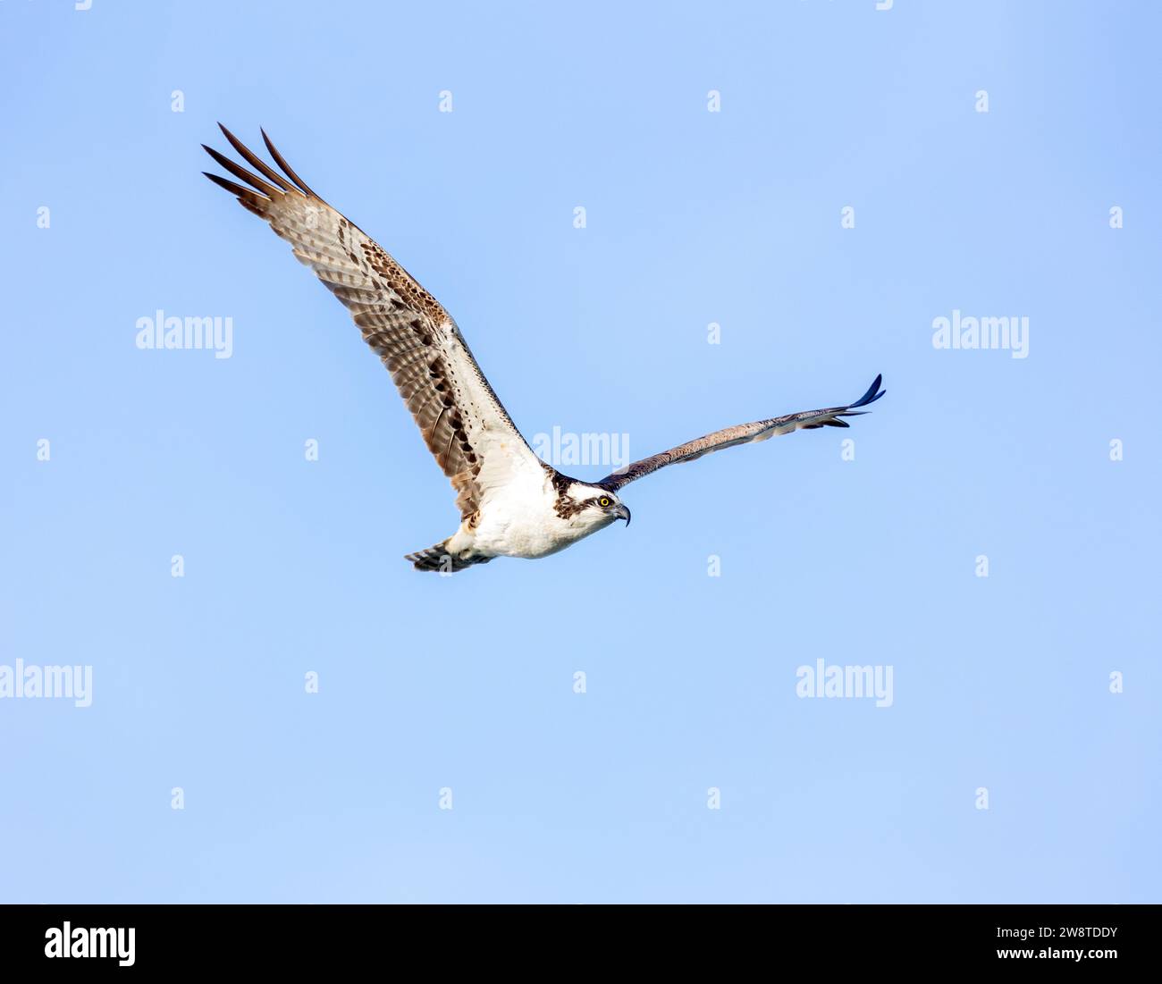 Osprey in Flight wings up Stock Photo - Alamy