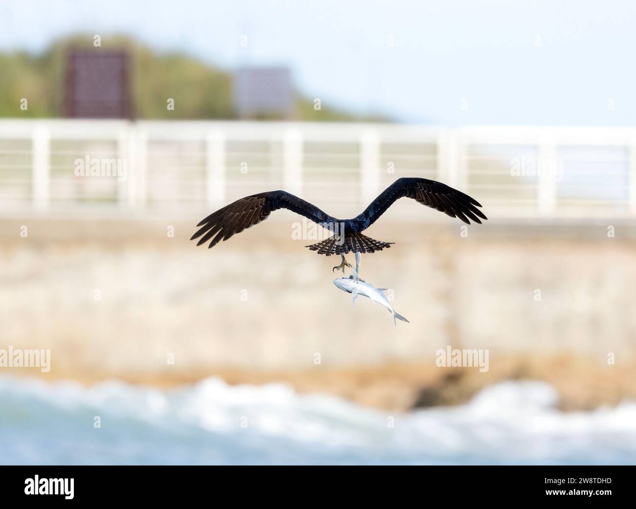 Osprey in Flight with Jack fish Stock Photo - Alamy