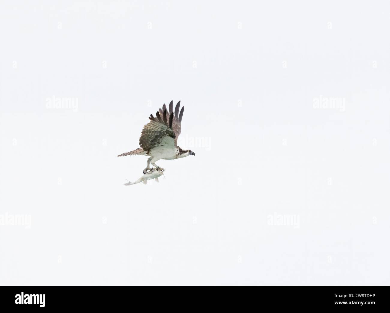 Osprey in flight with saltwater catfish hi-res stock photography and ...