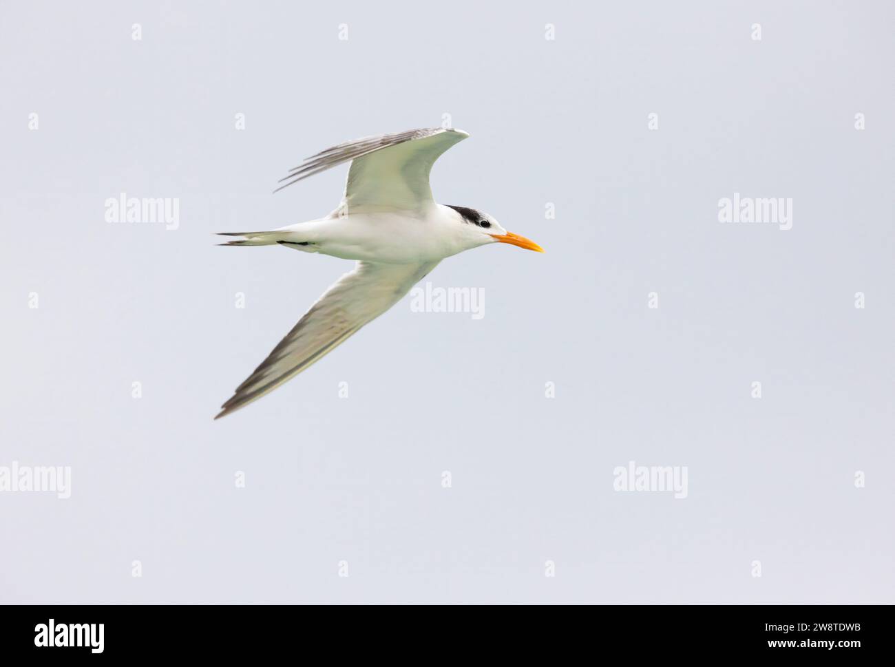 Royal Tern in Flight Stock Photo - Alamy