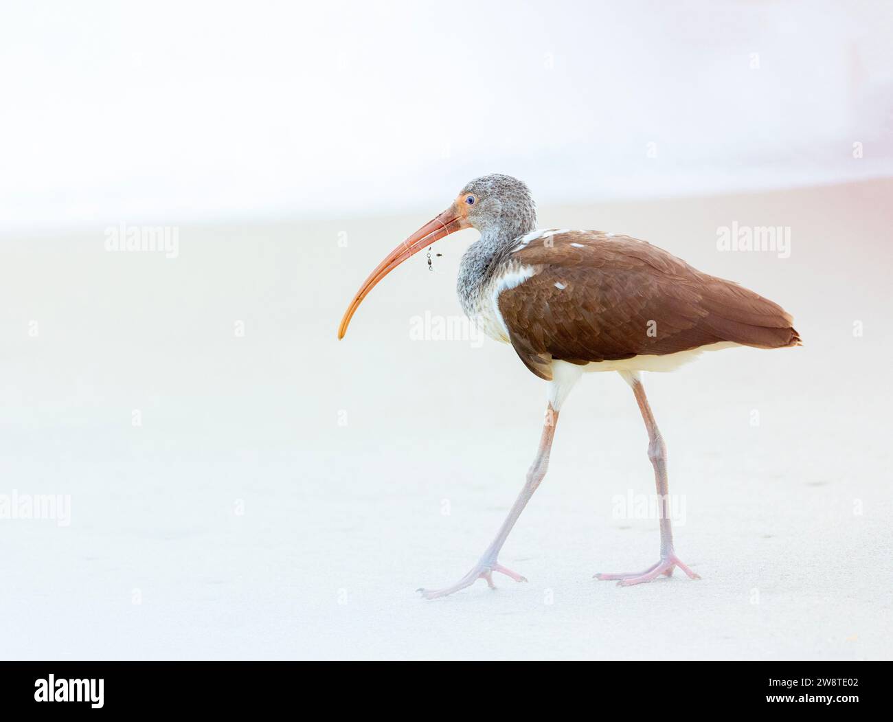 Line around beak hi-res stock photography and images - Alamy