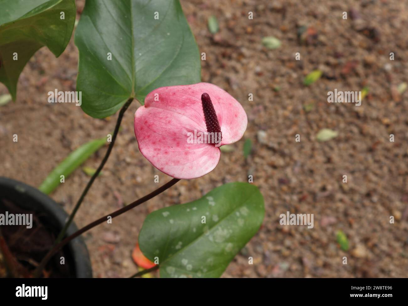 High angle view of an Anthurium flower with a pale purple color in the ...