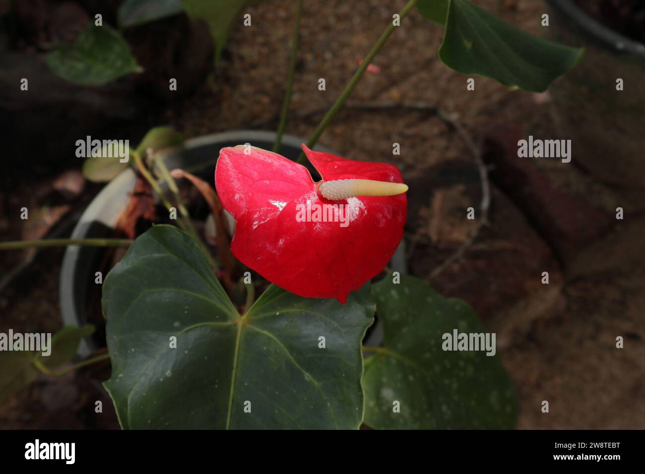 High angle view of a red Anthurium flower with the shining spathe in a ...