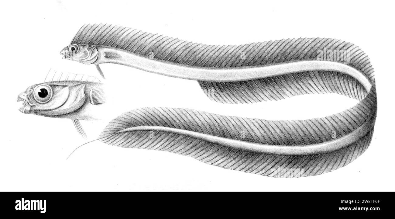 Setifer hi-res stock photography and images - Alamy