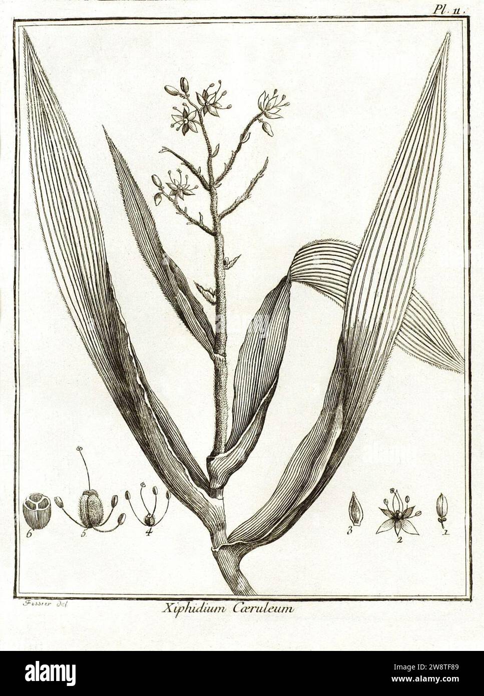 Xiphidium caeruleum Aublet 1775 pl 11 Stock Photo - Alamy