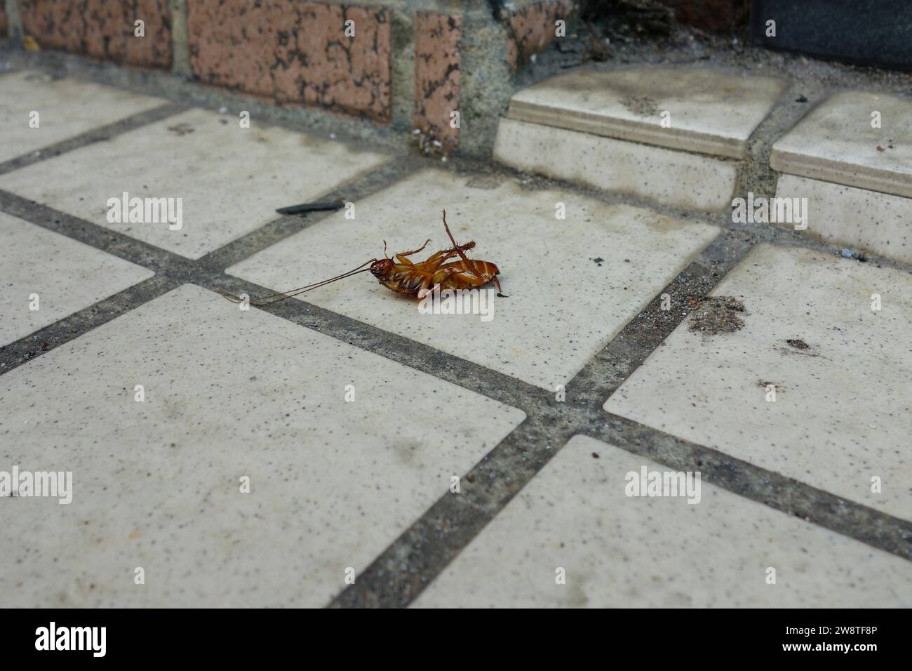 Dead cockroach floor hi-res stock photography and images - Alamy