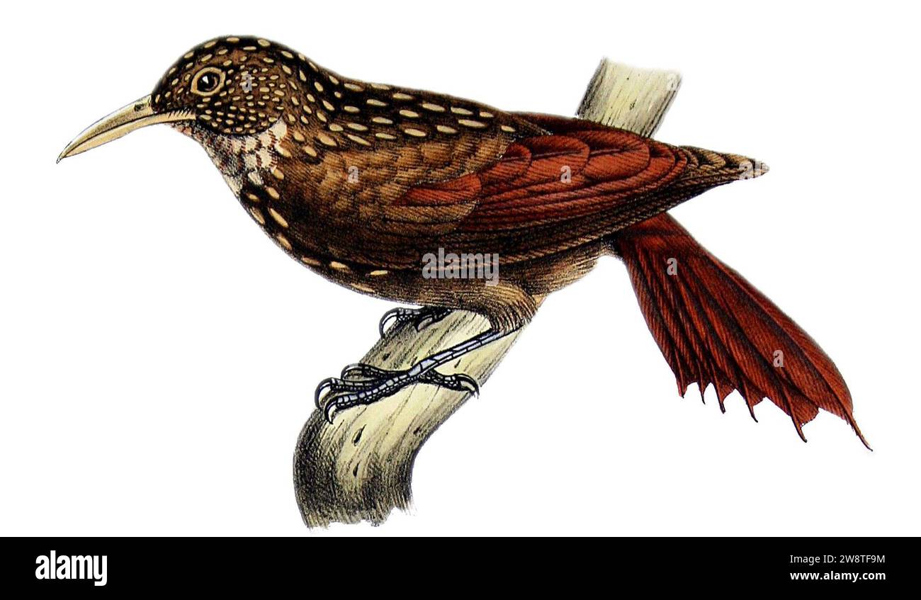 Obsoletus Cut Out Stock Images & Pictures - Alamy