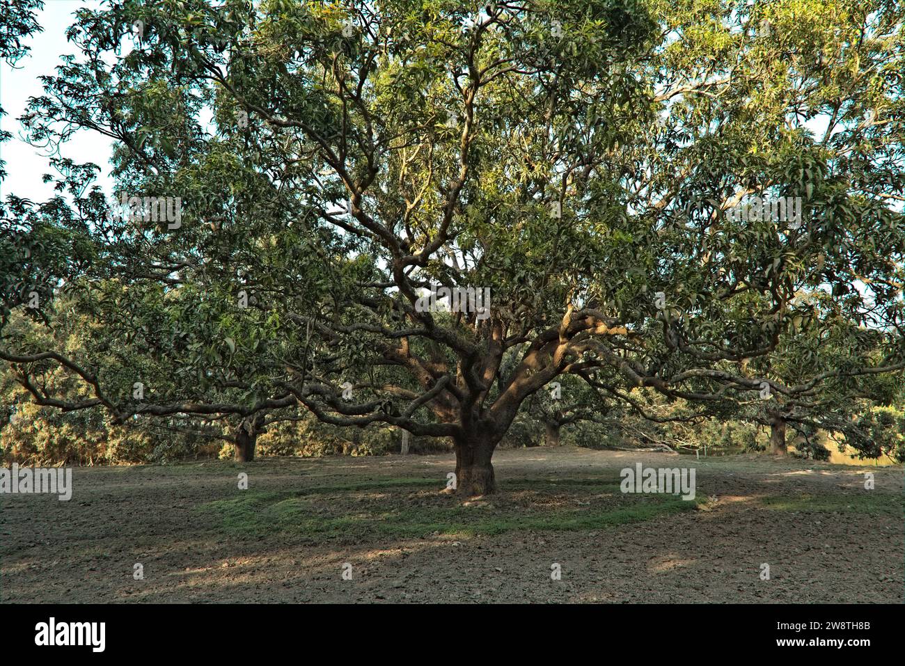 view of a mango garden in India Stock Photo - Alamy
