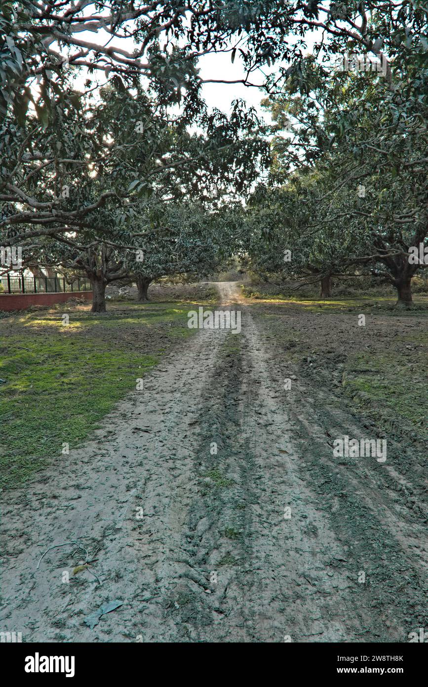 view of a mango garden in India Stock Photo - Alamy