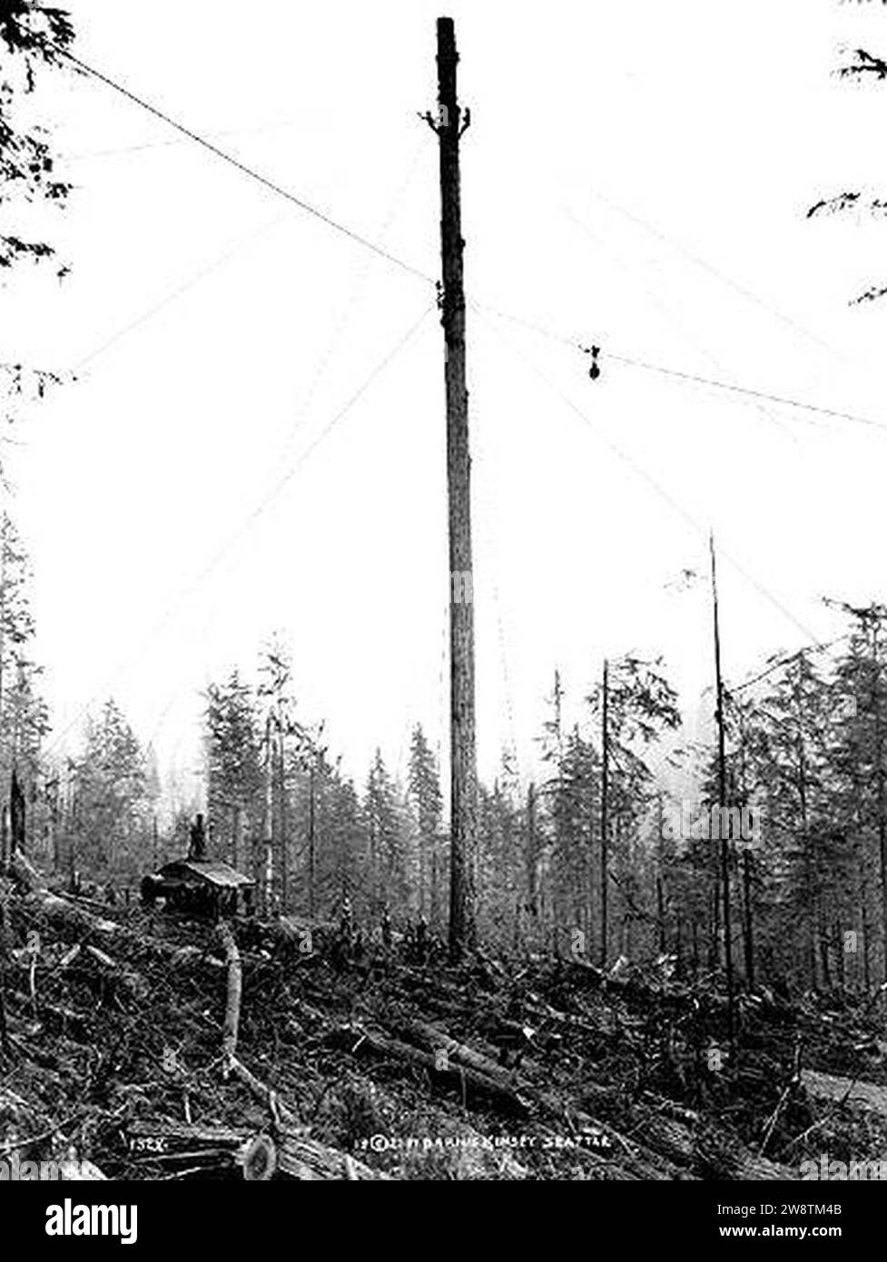 Yarding logs with spartree and donkey engine, Washington, ca 1923 ...