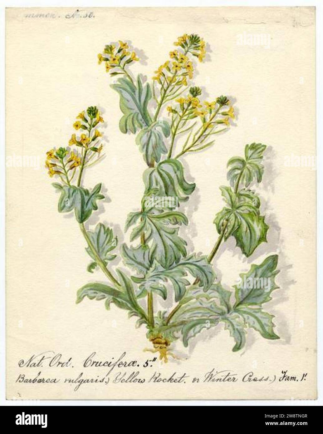 Yellow rocket or Winter cress (Barbarea vulgaris) - William Catto Stock ...