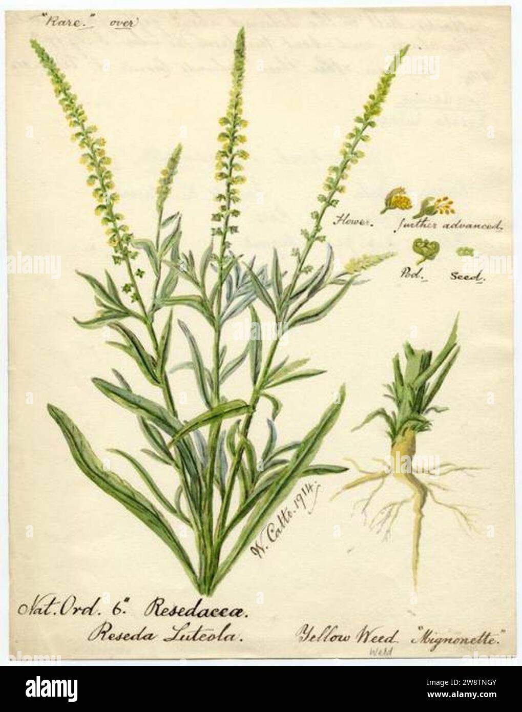 Yellow weed (Reseda luteola) - William Catto Stock Photo - Alamy