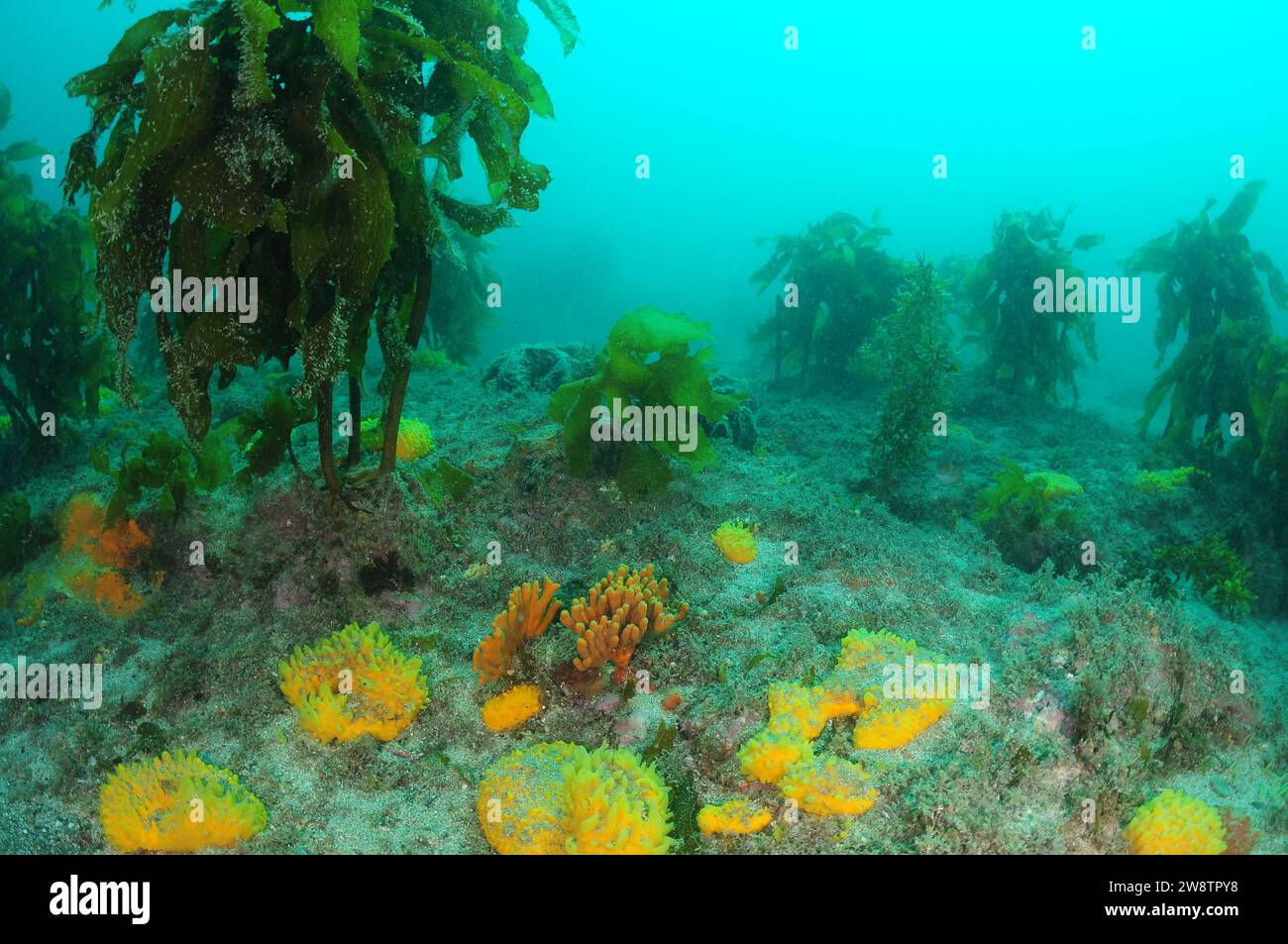 Colourful sponge garden and brown kelp Ecklonia radiata on flat rocky ...