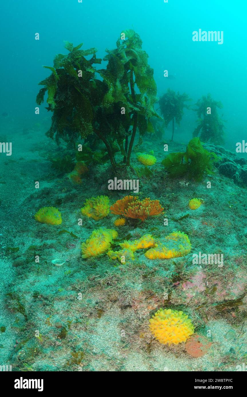 Colourful sponges and brown kelp Ecklonia radiata on flat rocky sea ...