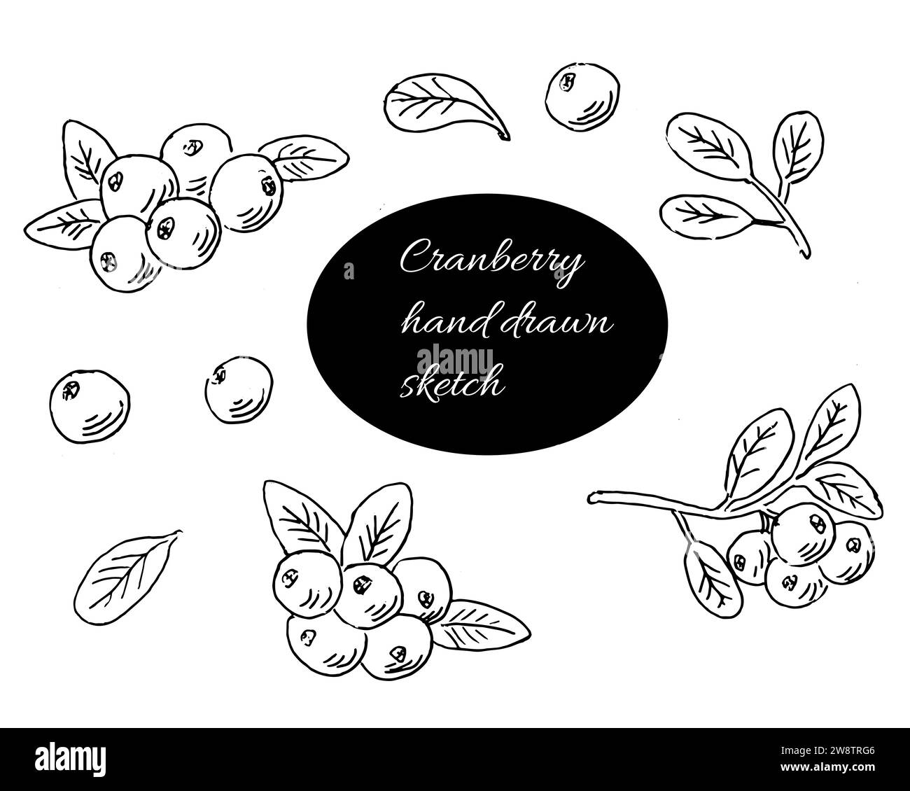 Cranberry Hand Drawn sketch outline set. Vector illustration isolated ...