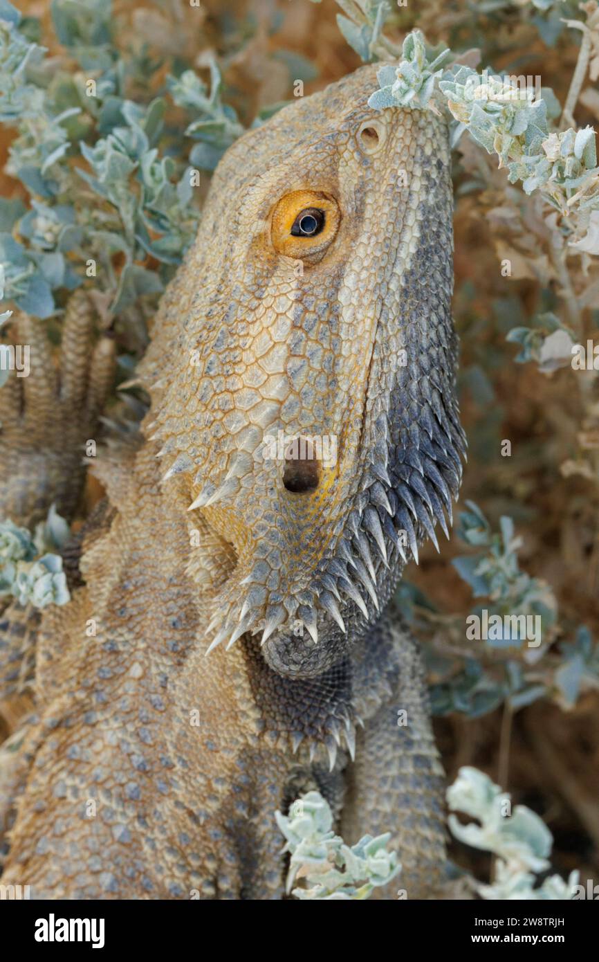 Central Beared Dragon (Pogona vitticeps) near Balranald, NSW, Australia ...