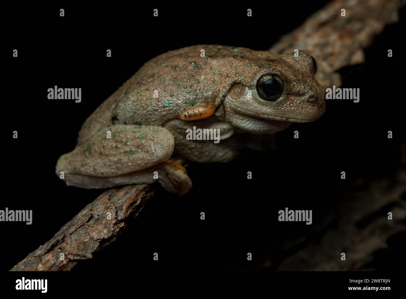 Australian tree frog hi-res stock photography and images - Alamy