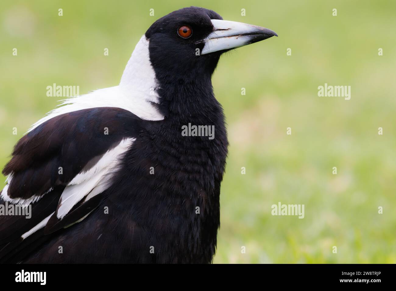 Australian Magpie (Gymnorhina tibicen), Phillip Island, Victoria ...