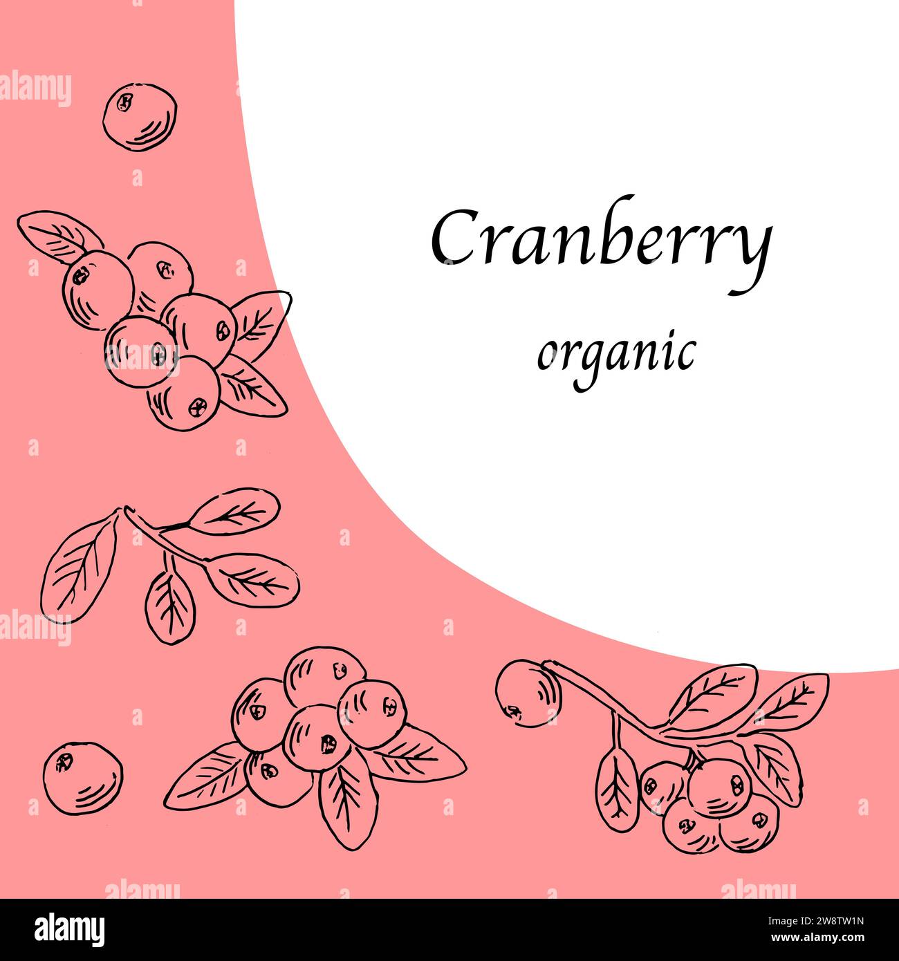 How to draw cranberries hi-res stock photography and images - Alamy