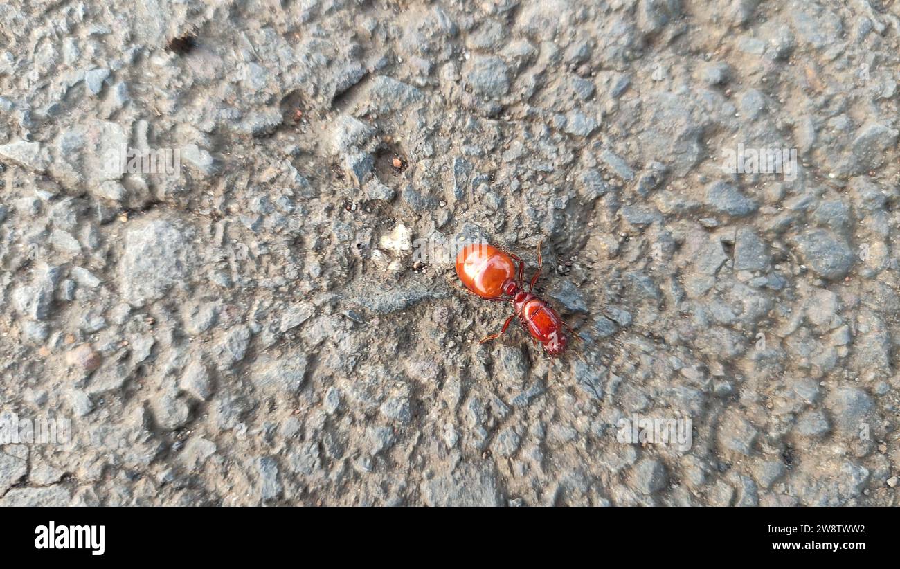 close up view of red queen ant walking on paved road Stock Photo - Alamy