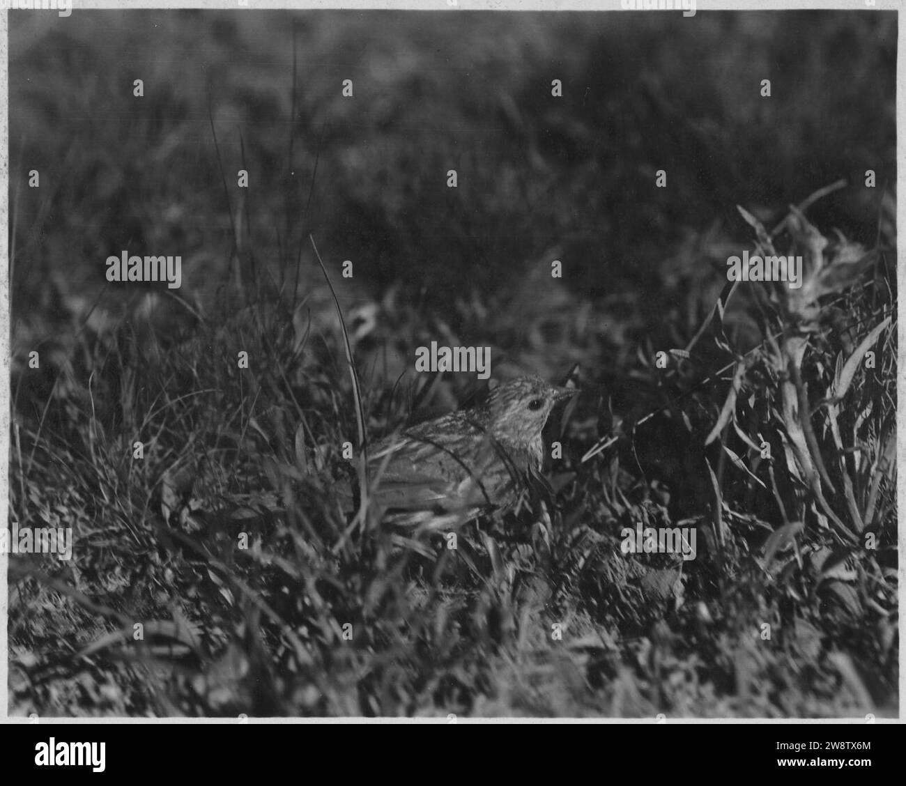 Young sparrow Black and White Stock Photos & Images - Alamy