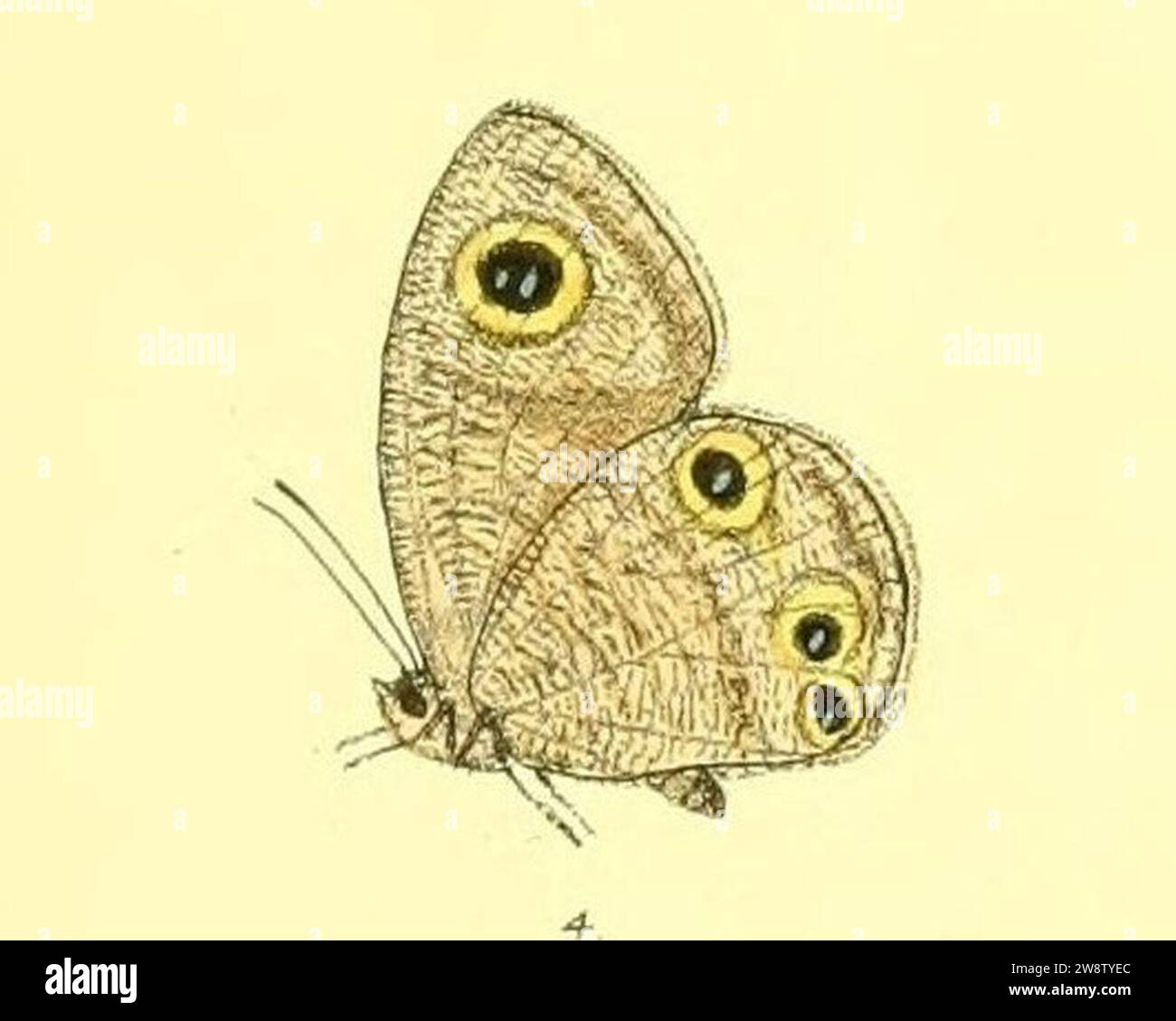 Lepidoptera indica hi-res stock photography and images - Alamy
