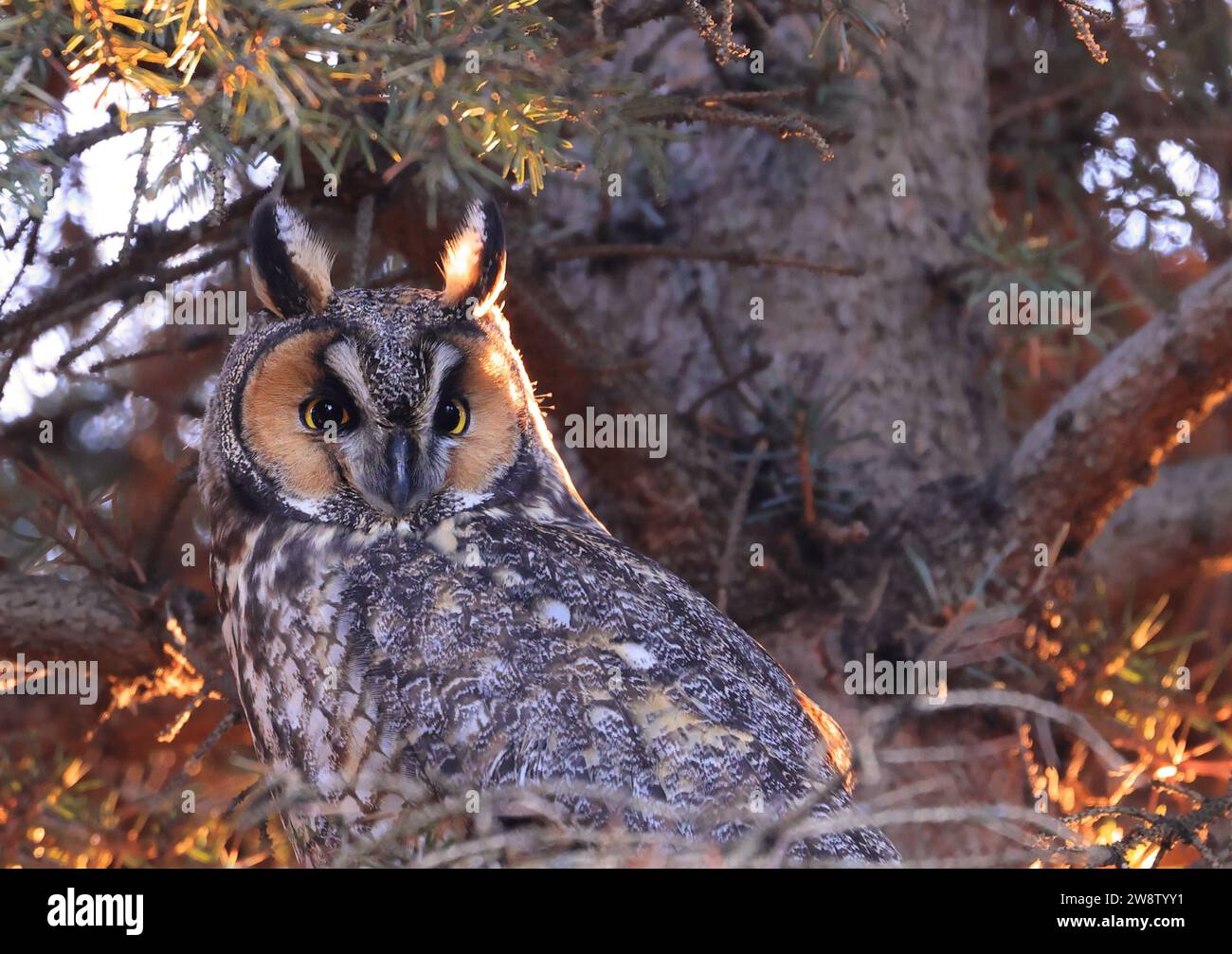 Long Eared Owl group portrait in a fir tree with branches illuminated ...