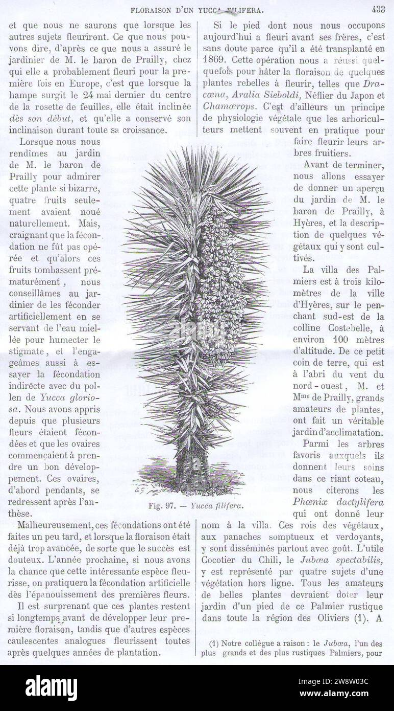 Yucca filifera by B.Chabaud cropped 2 Stock Photo - Alamy