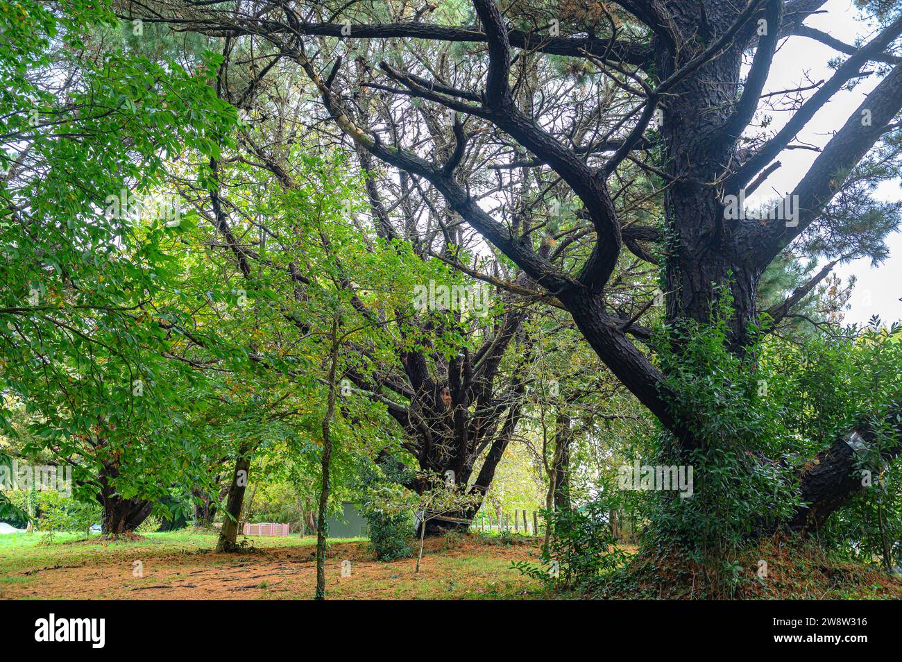 View of the trunk of a tree in the early days of autumn. Behind it ...