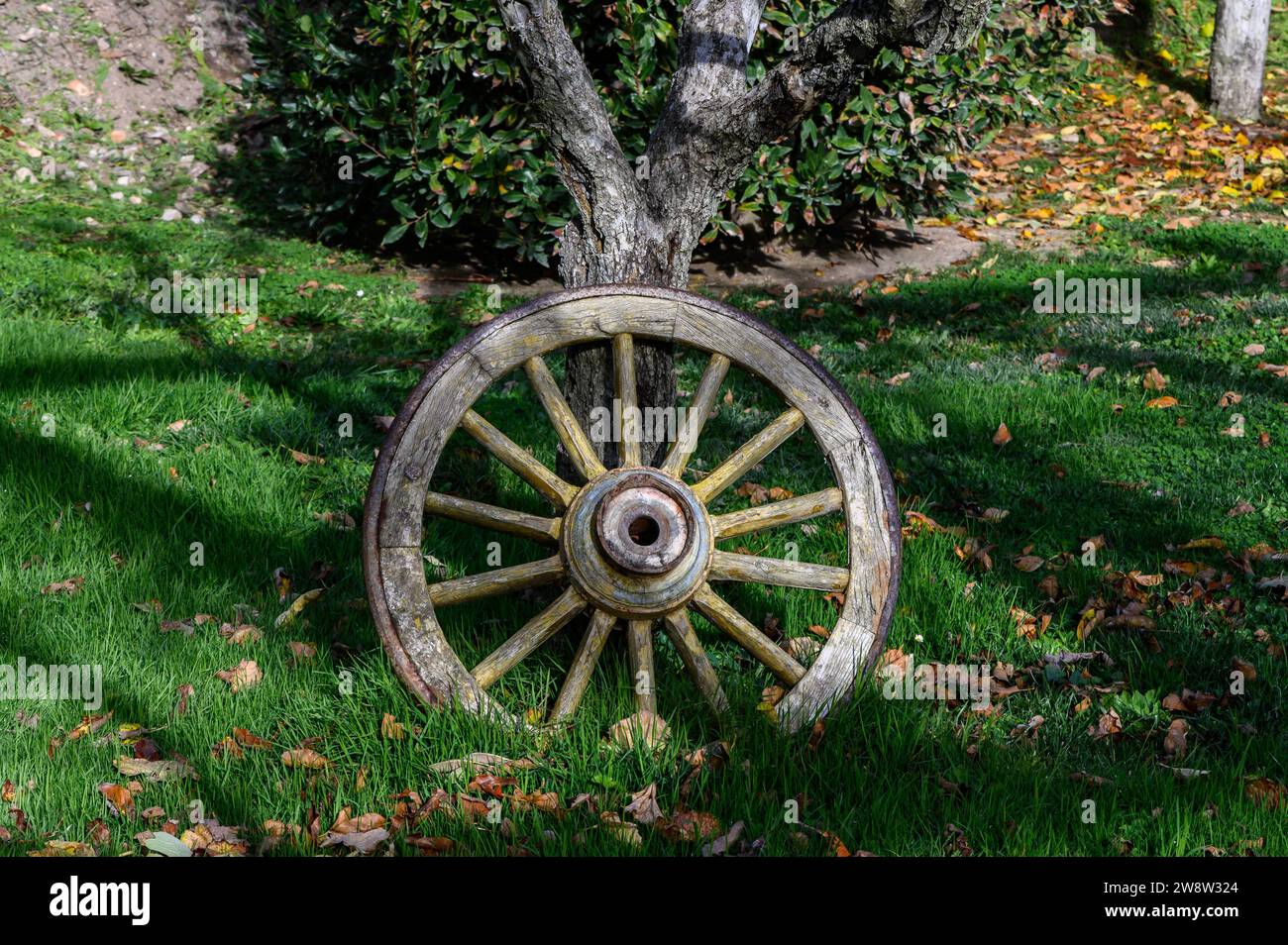 Small antique wooden cart wheel, resting in the shadows on a small tree ...