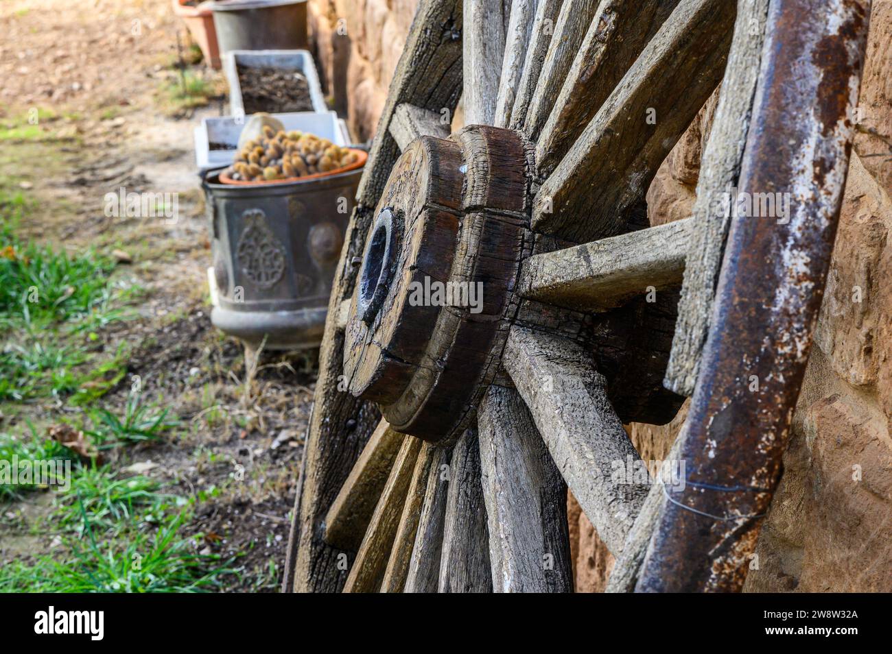Old wooden wheel with spokes from a mule cart, seen from the side ...