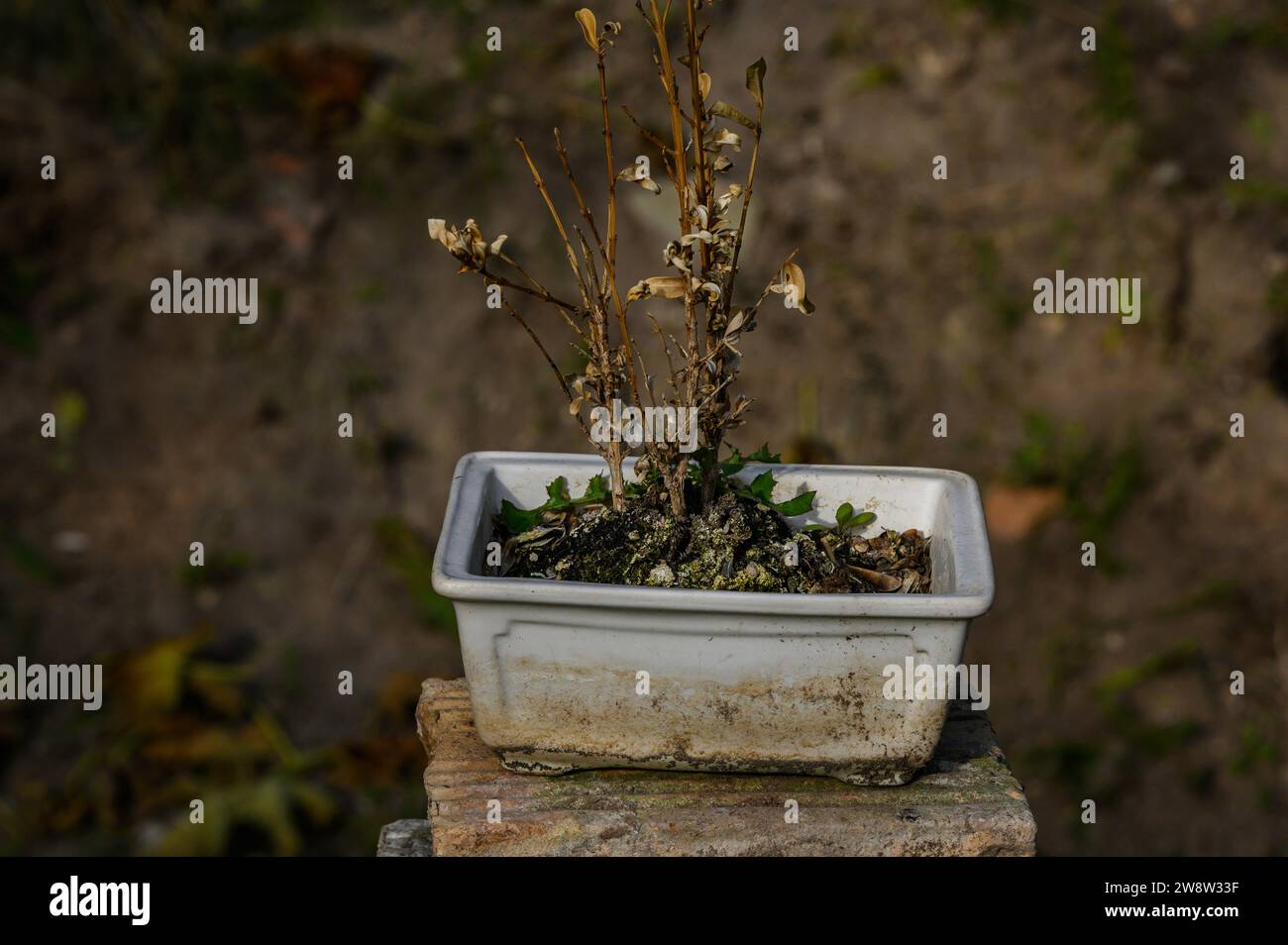 Close-up of an old, dead, and dried bonsai in a small, dirty white pot ...