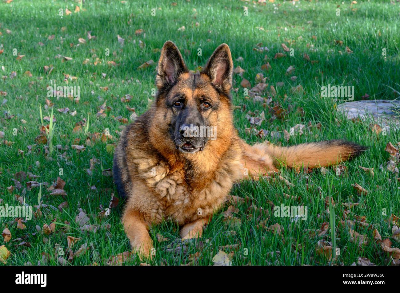 German Shepherd dog lying down, reclined, facing the camera with its ...