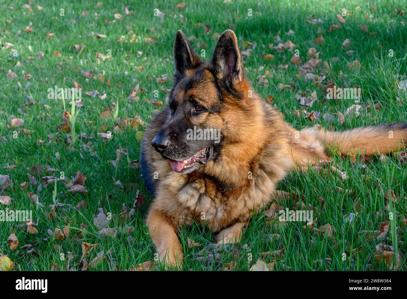 German Shepherd dog lying down, reclined, facing to the left of the ...