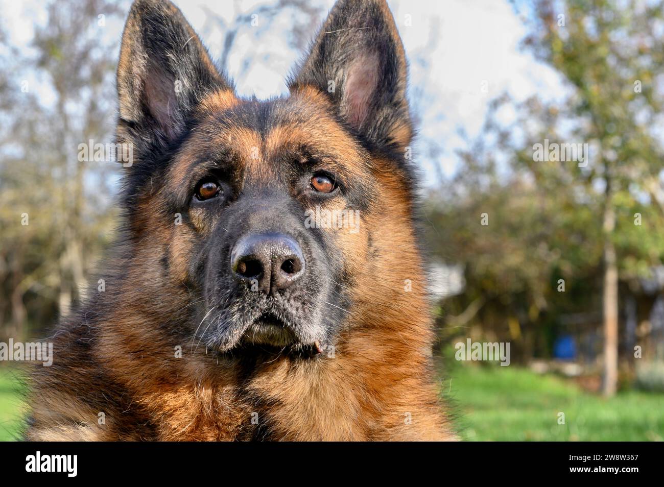Close-up of the head of a German Shepherd dog, looking straight ahead ...
